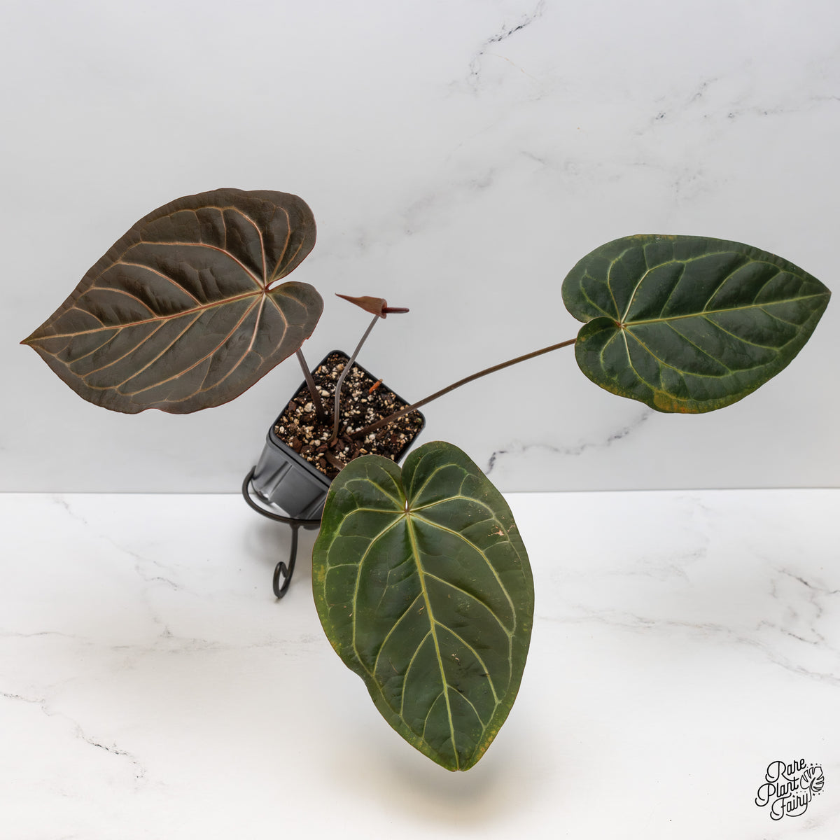 Anthurium Dark and Handsome '9' x Red Velvet Cake '24' by DocBlock® (w ...