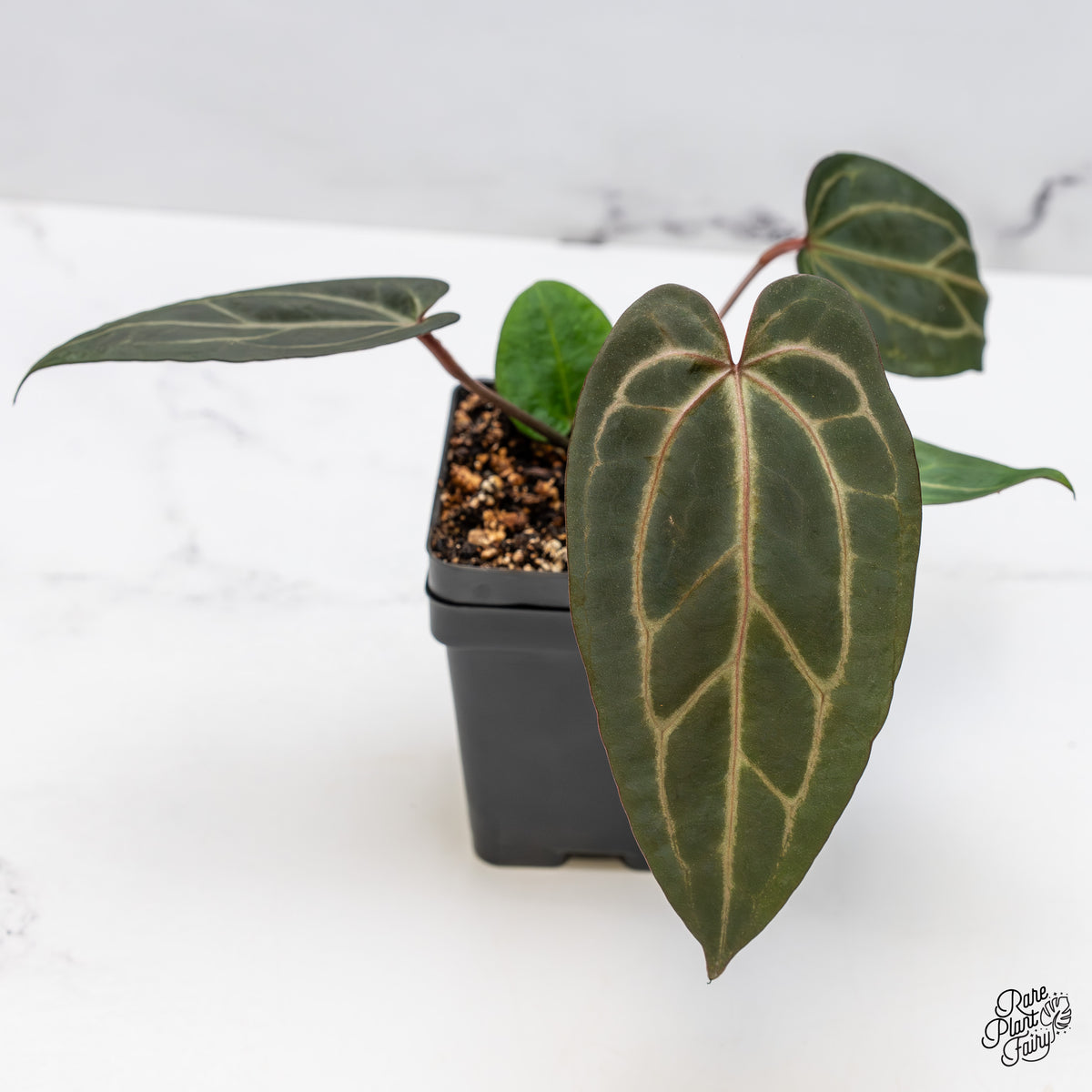 Anthurium Home, Sweet Home '32' x Dark & Handsome '9' by DocBlock® (wk ...