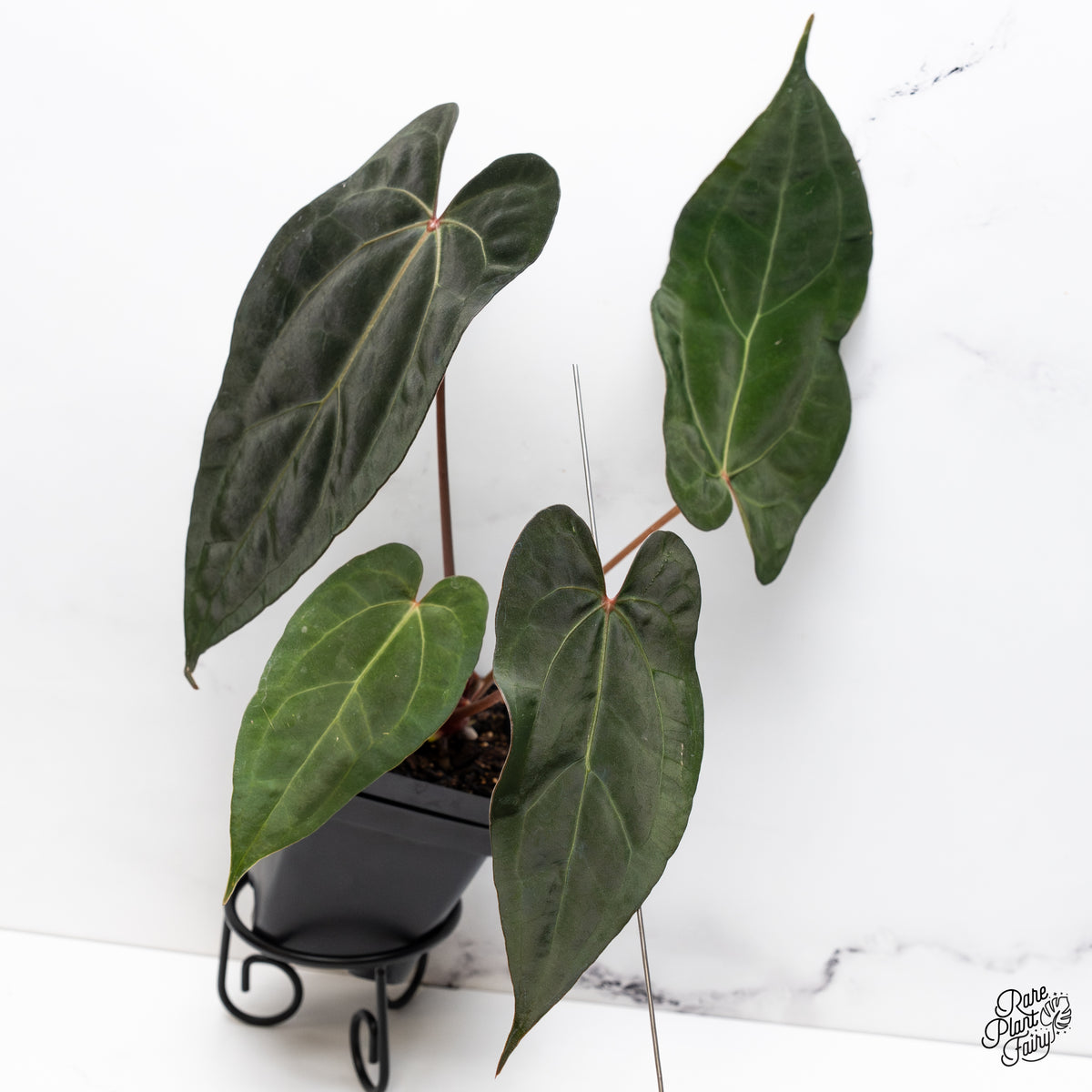 Anthurium Lynette '18' x Dark & Handsome '9' by DocBlock® (wk42-D) *Ve ...