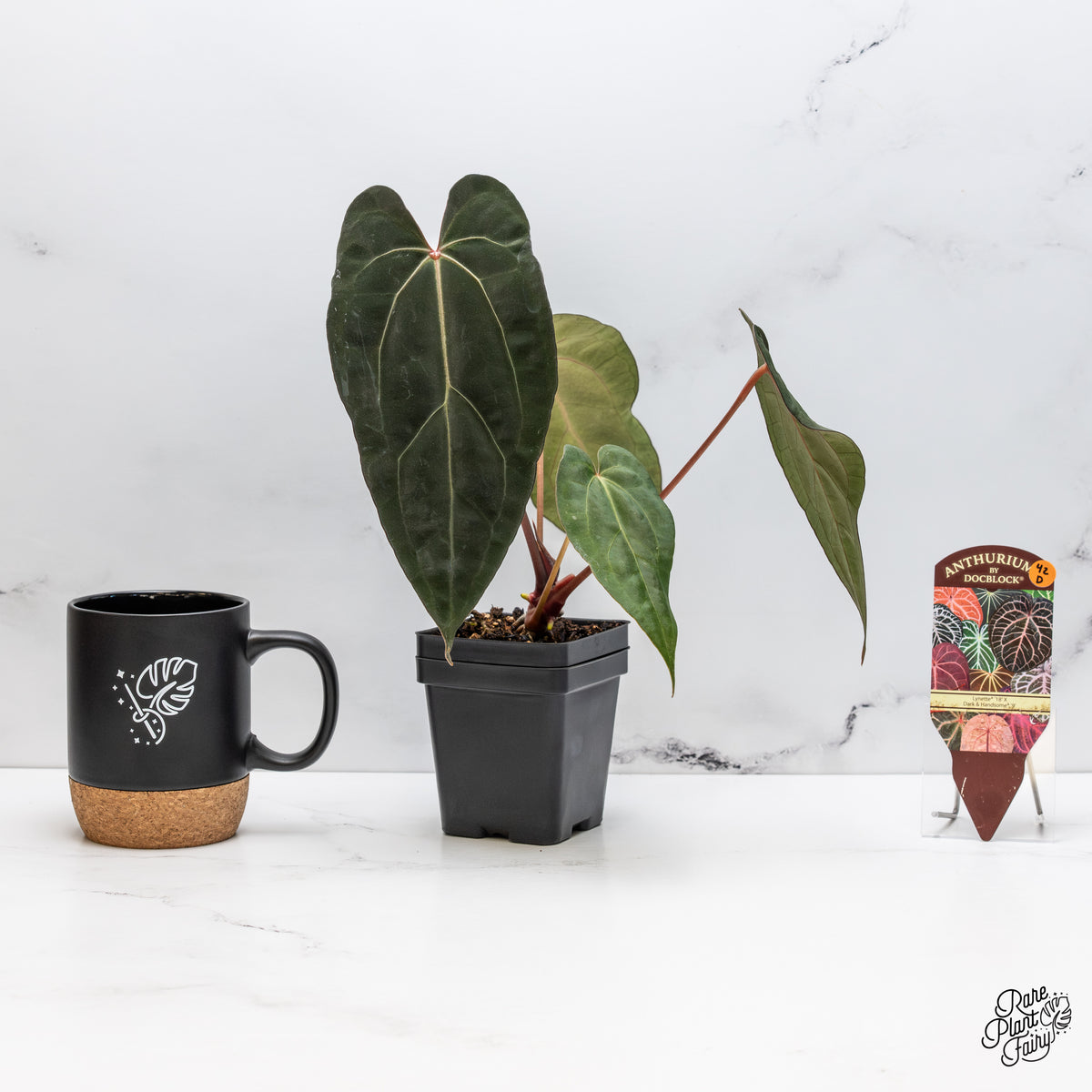 Anthurium Lynette '18' x Dark & Handsome '9' by DocBlock® (wk42-D) *Ve ...