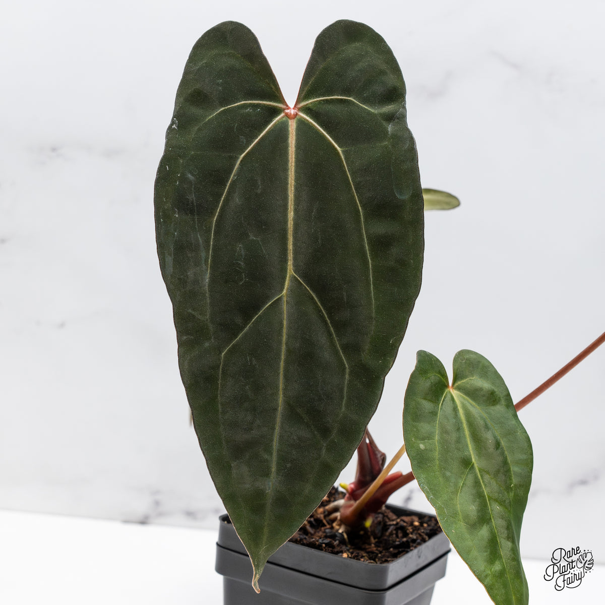 Anthurium Lynette '18' x Dark & Handsome '9' by DocBlock® (wk42-D) *Ve ...