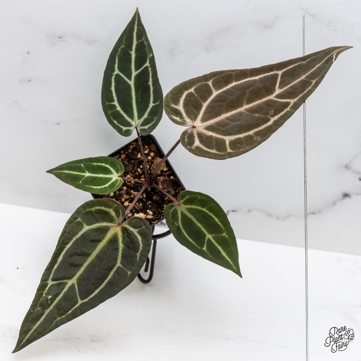 Anthurium Red Velvet Cake '24' x Zara '29' by DocBlock® (wk46-R) – Rare ...