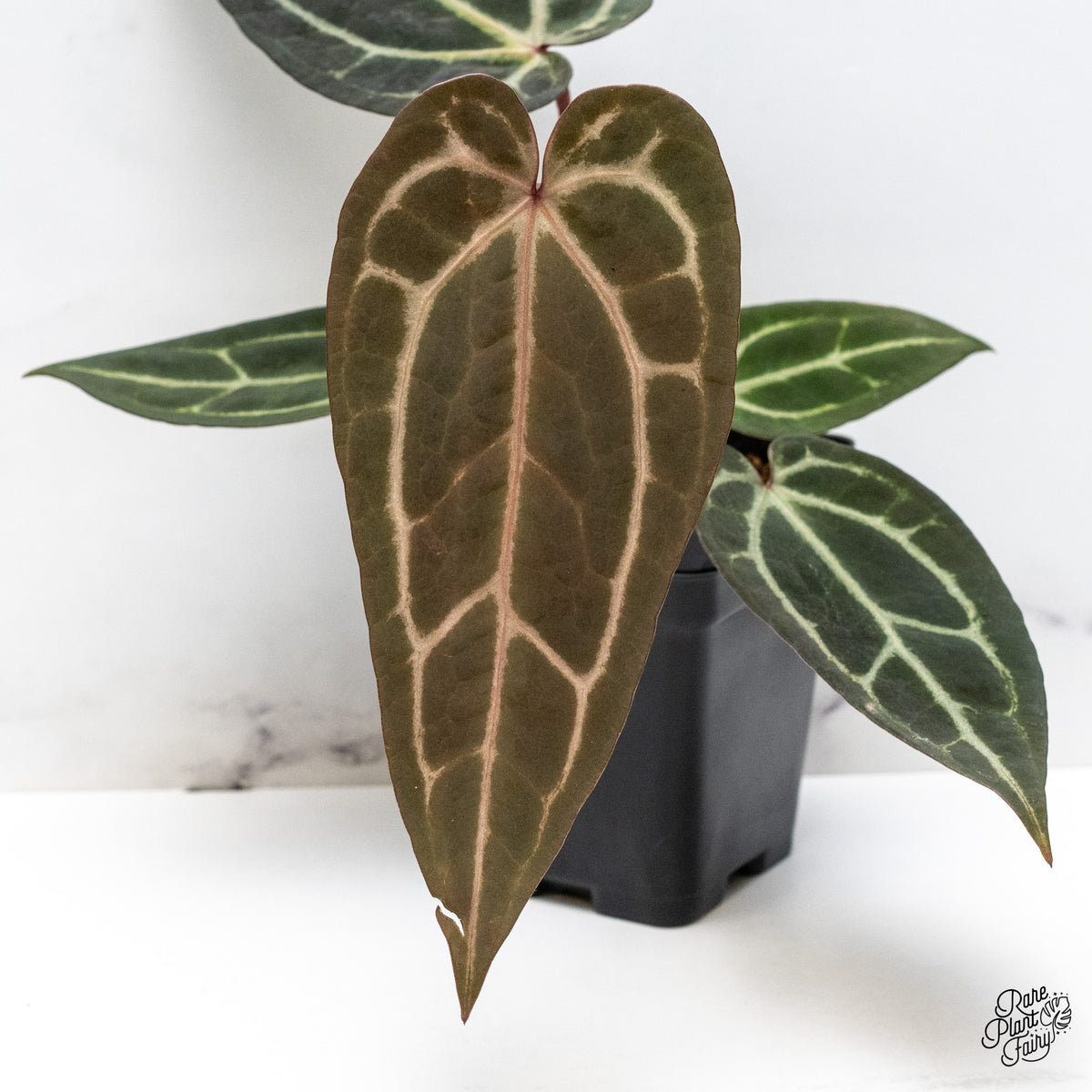 Anthurium Red Velvet Cake '24' x Zara '29' by DocBlock® (wk46-R) – Rare ...