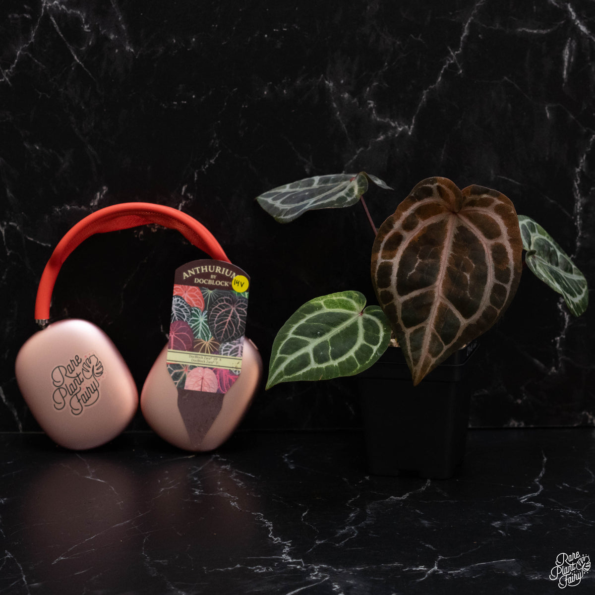 Variegated Anthurium Zara '29' x DocBlock Zara '3' by DocBlock ® (wk14 ...