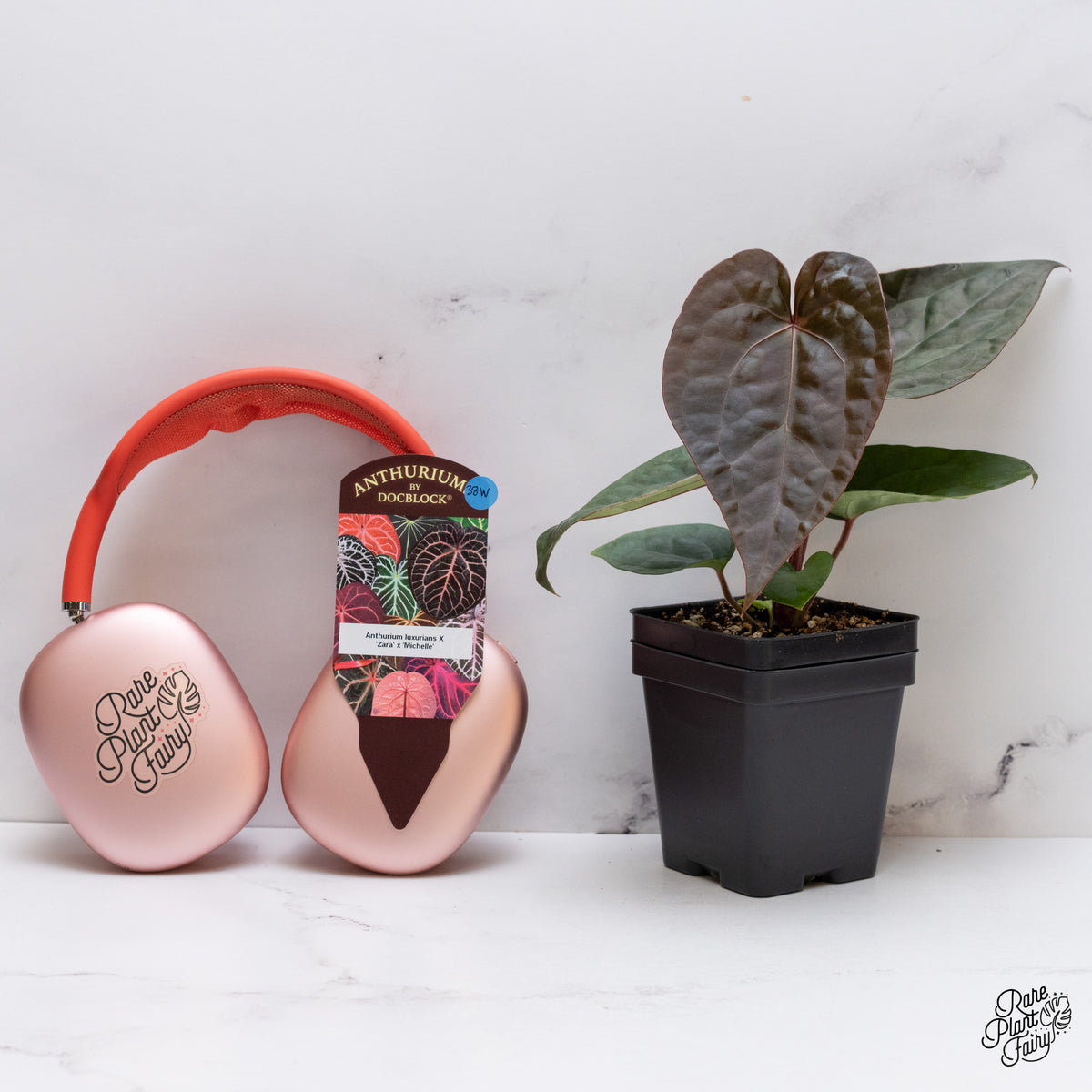 Anthurium Luxurians X 'Zara' x 'Michelle' by DocBlock® (wk38-W) – Rare ...