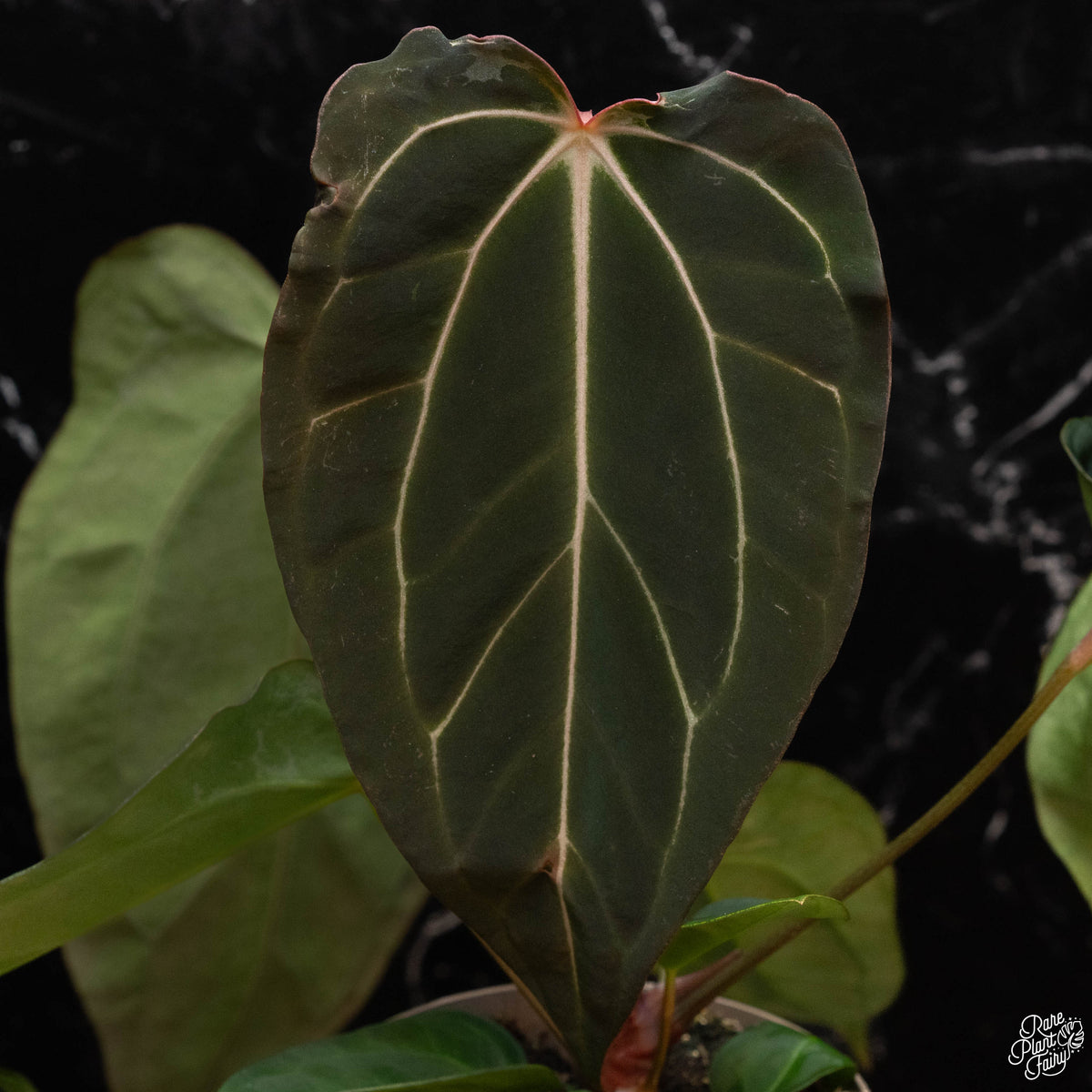 Anthurium Black Widow '43' x carlablackiae '80' by DocBlock® *Grower's – Rare Plant Fairy