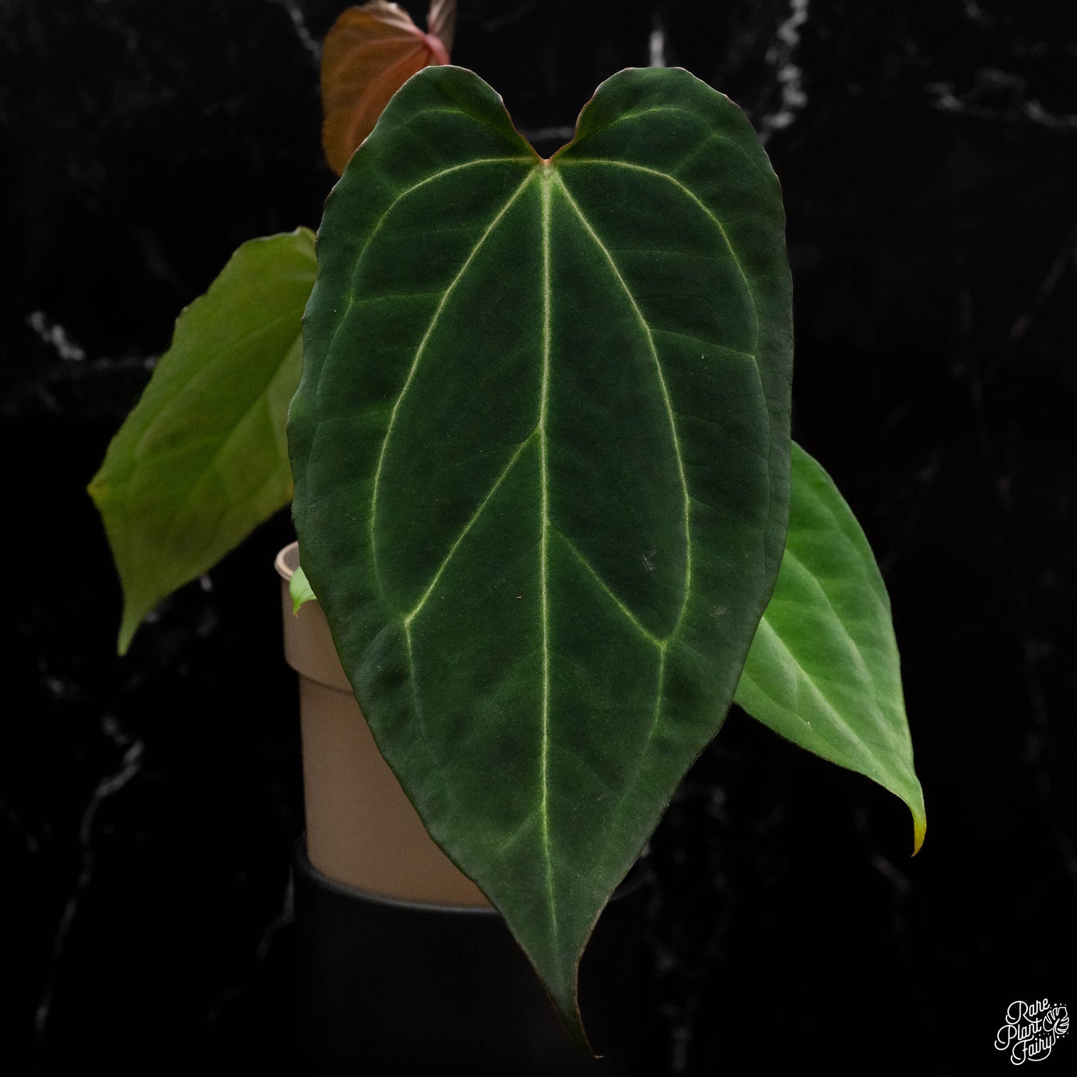 Anthuriums by DocBlock – Rare Plant Fairy