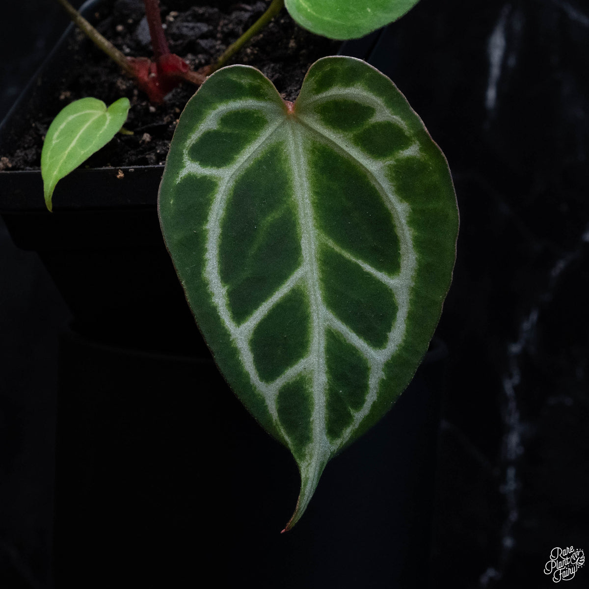 Anthurium DocBlock Briëlle '16' x Lynette '18' by DocBlock® (wk19-F ...