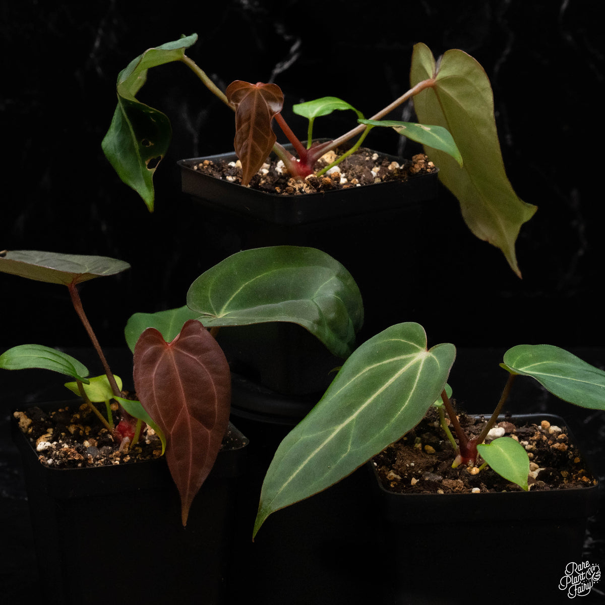 Anthurium Dark & Handsome '9' x Black Widow '13' by DocBlock *Grower's ...