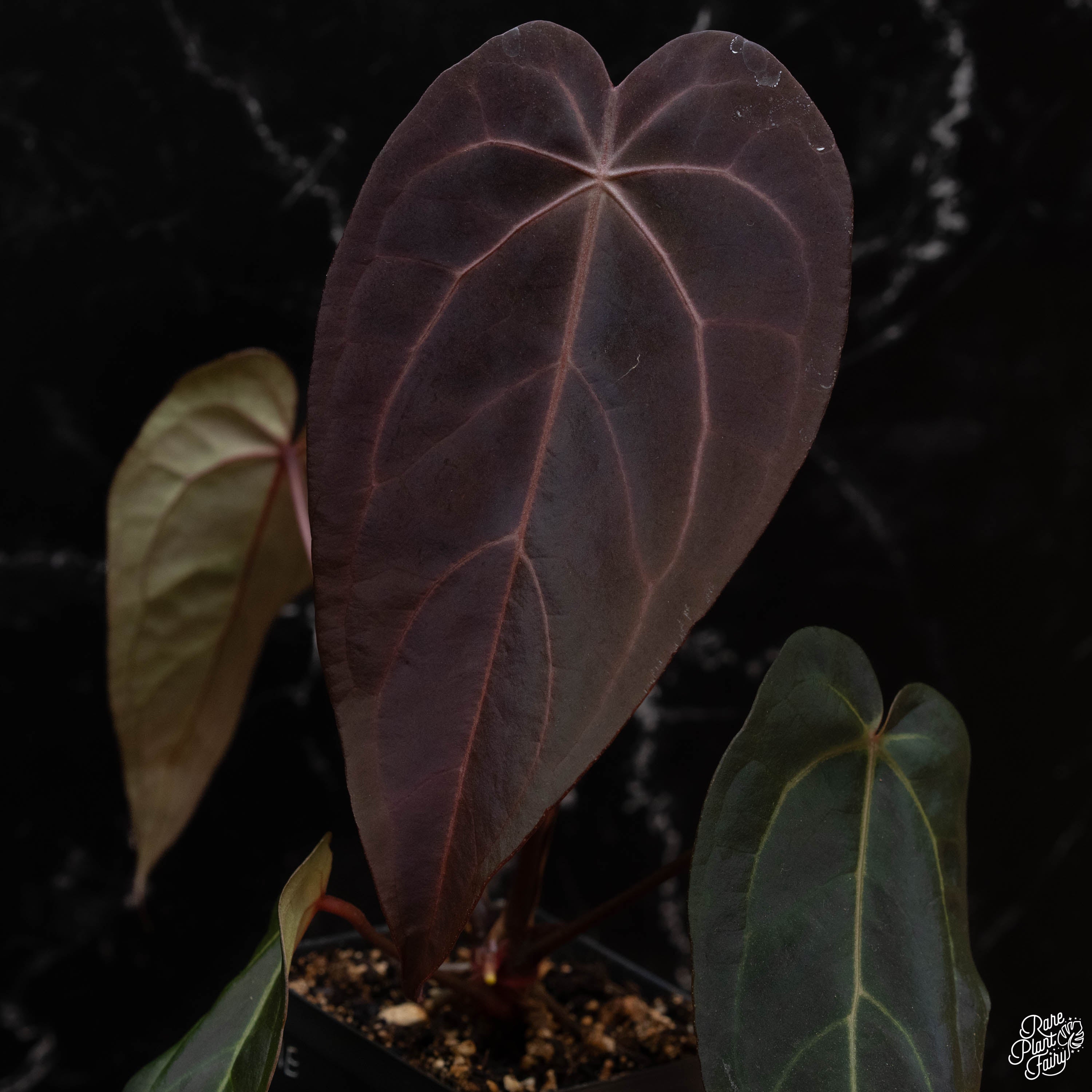 Anthurium – Rare Plant Fairy