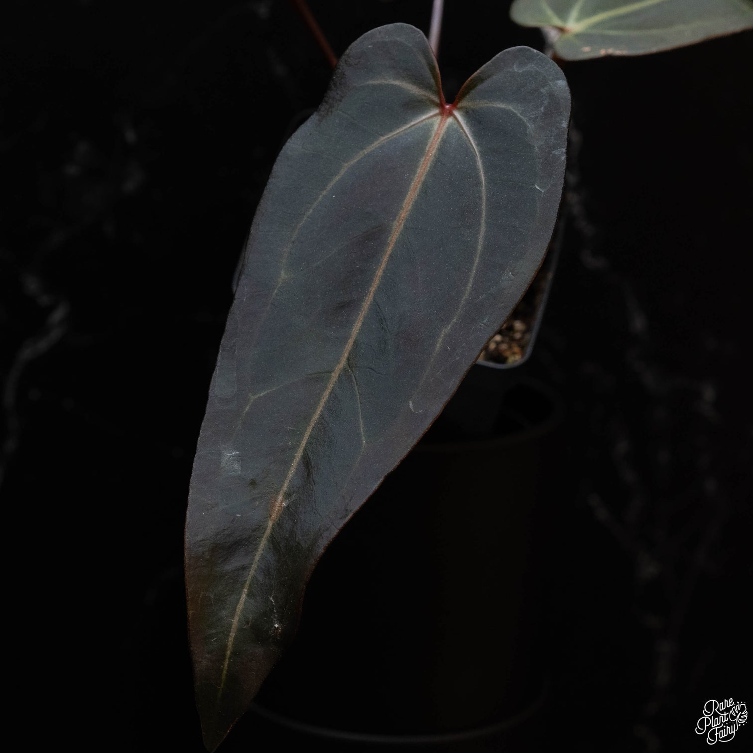Anthurium – Rare Plant Fairy