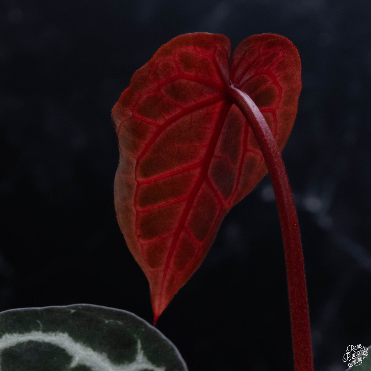 Anthurium Crystal Red '12' x Michelle '1' by DocBlock® (wk7-U) *bright ...