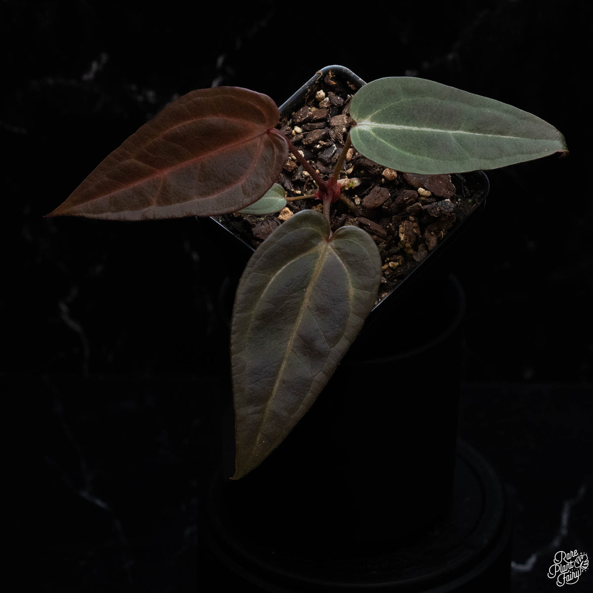 Anthurium Red Velvet Cake '24' x Red Velvet Cake '24' by DocBlock® (wk ...