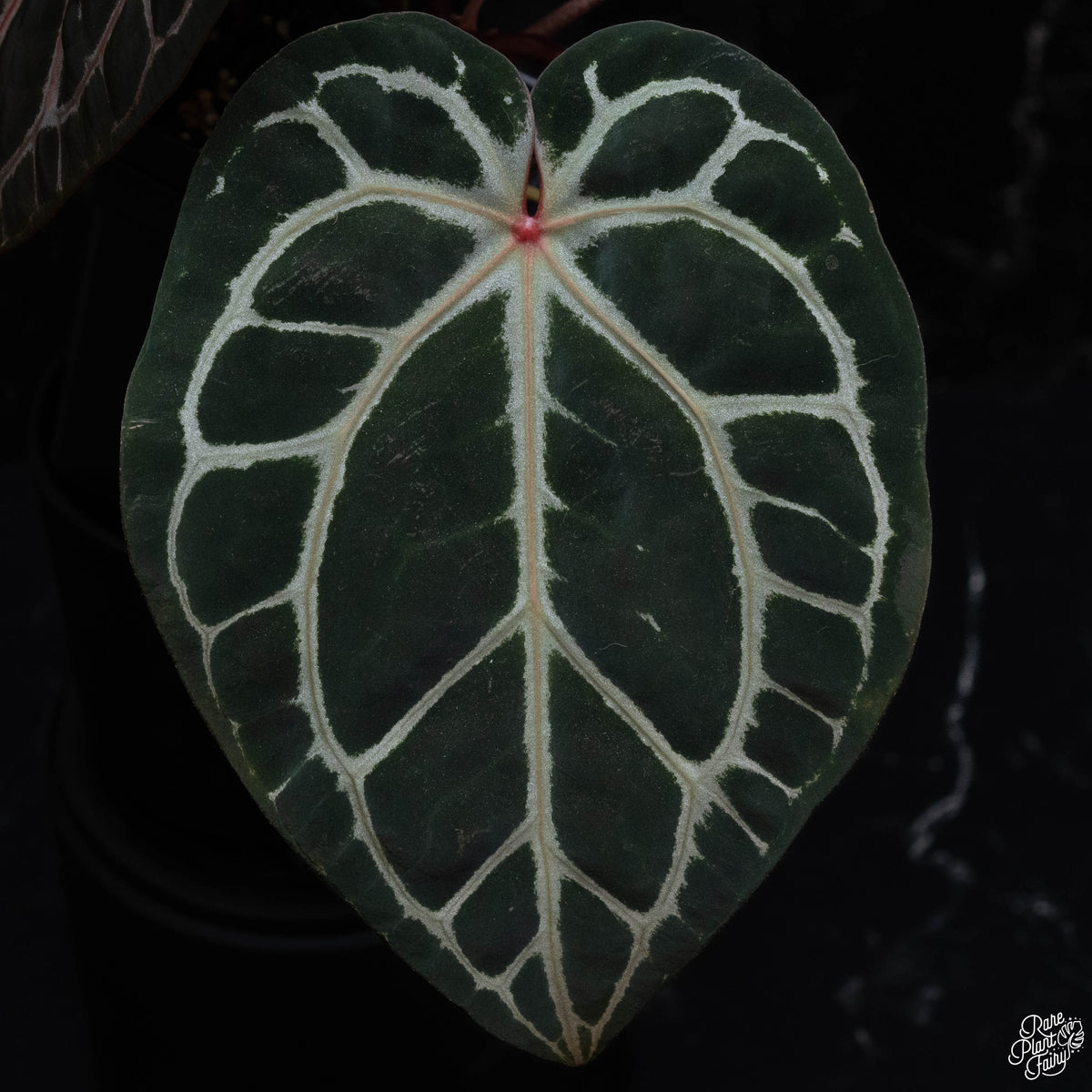 Anthurium Crystal Red '12' x Michelle '1' by DocBlock® (wk15-P) *brigh ...