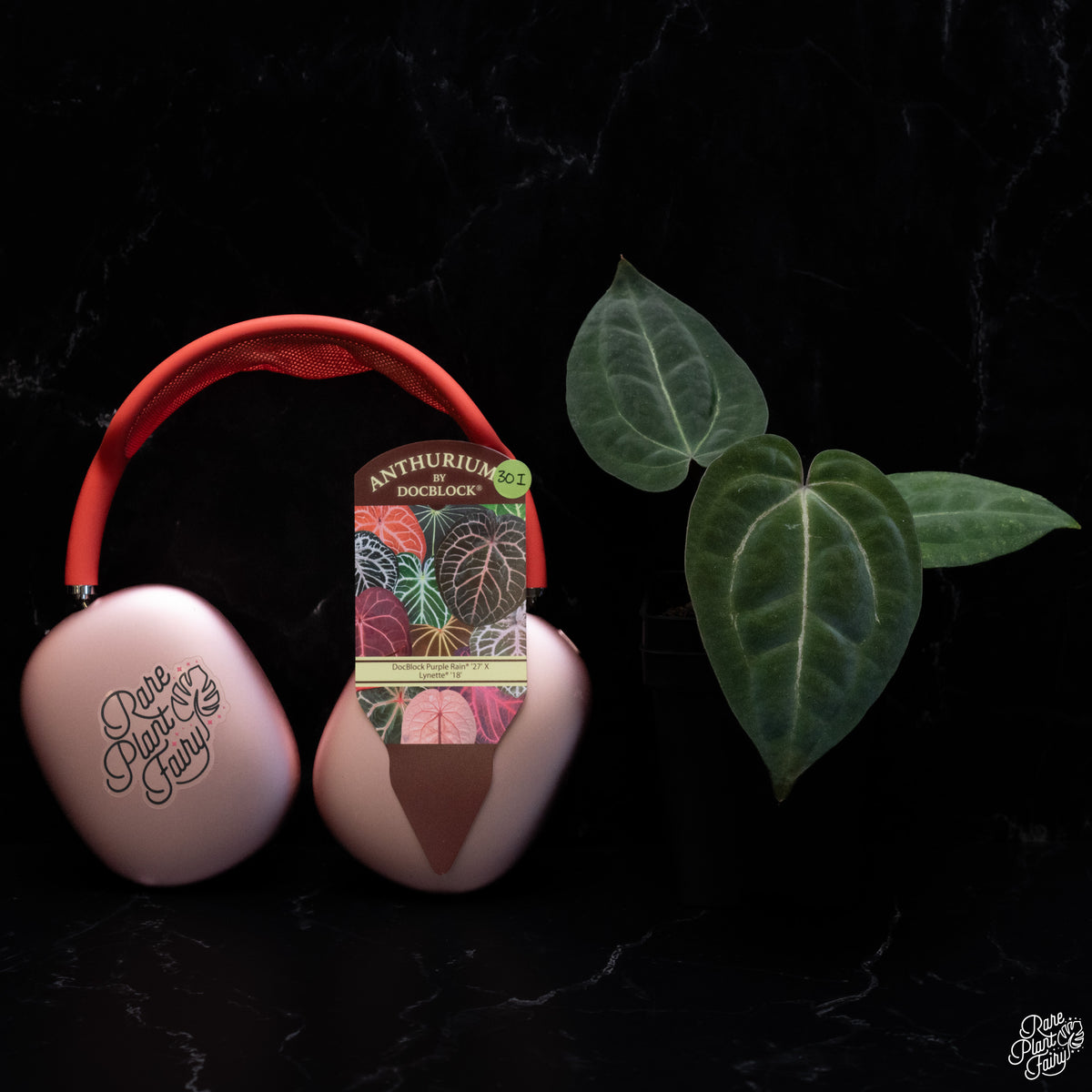 Anthurium DocBlock Purple Rain '27' x Lynette '18' by DocBlock® *Very ...