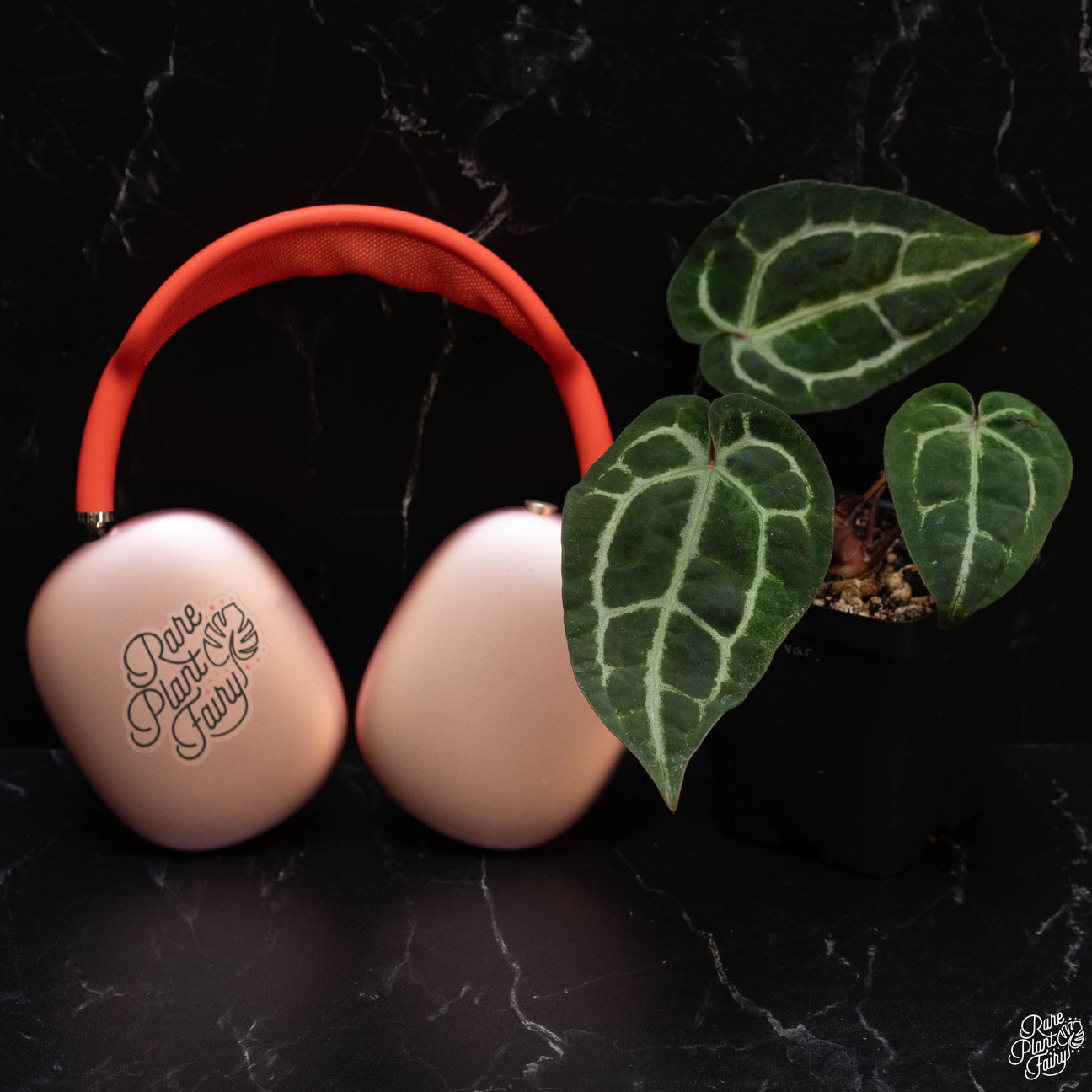 Anthurium – Rare Plant Fairy