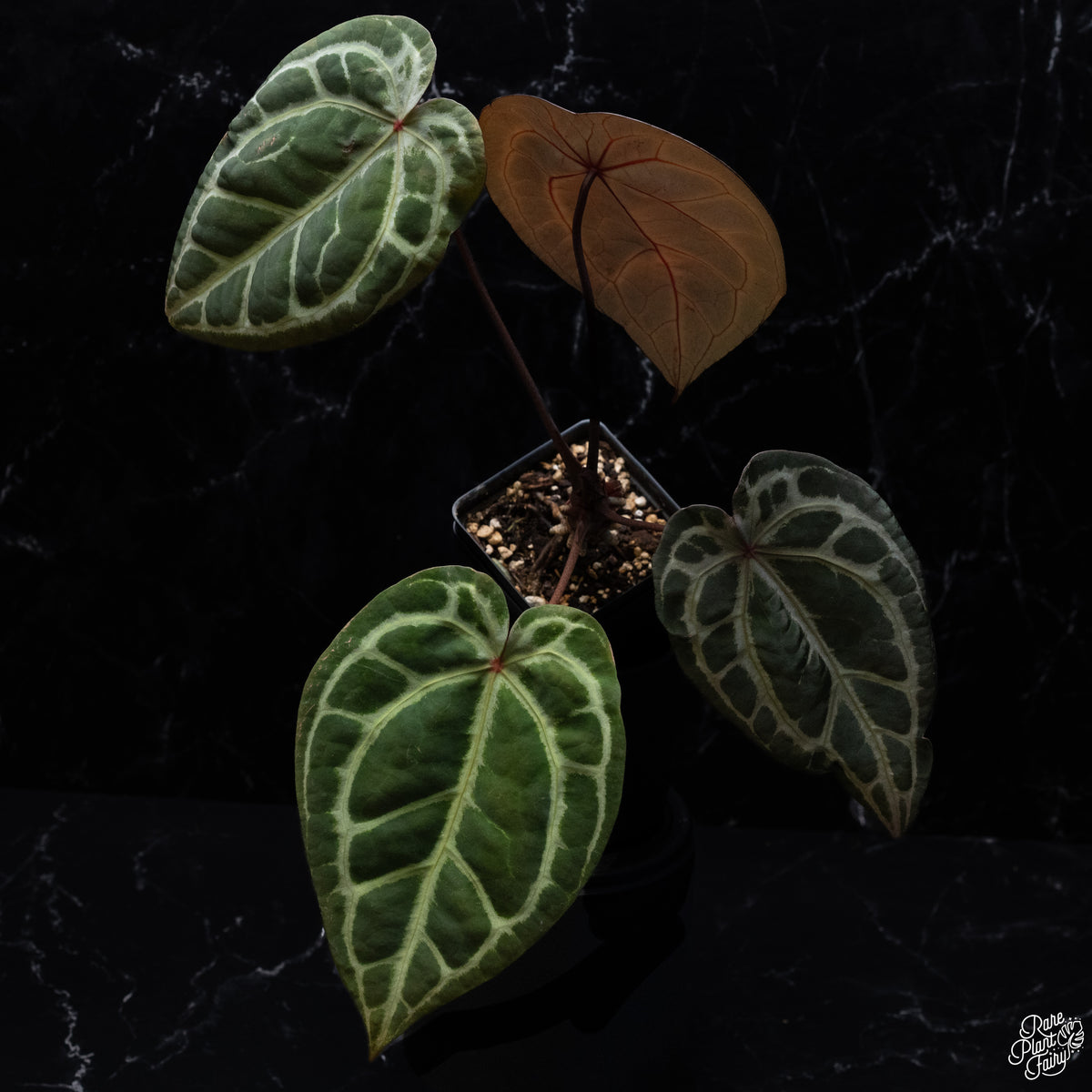 Anthurium Zara '29' x DocBlock Zara '3' by DocBlock® *Fused Sinus* (wk ...