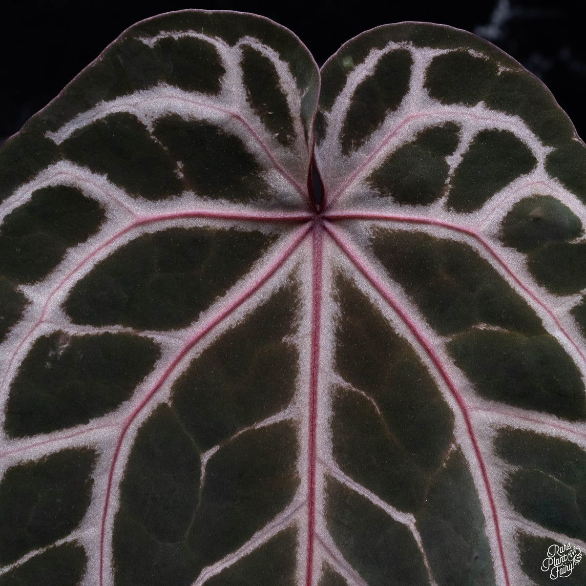 Anthurium Zara '31' x Crystal Red '12' by DocBlock® *Pink Vein Emergen ...