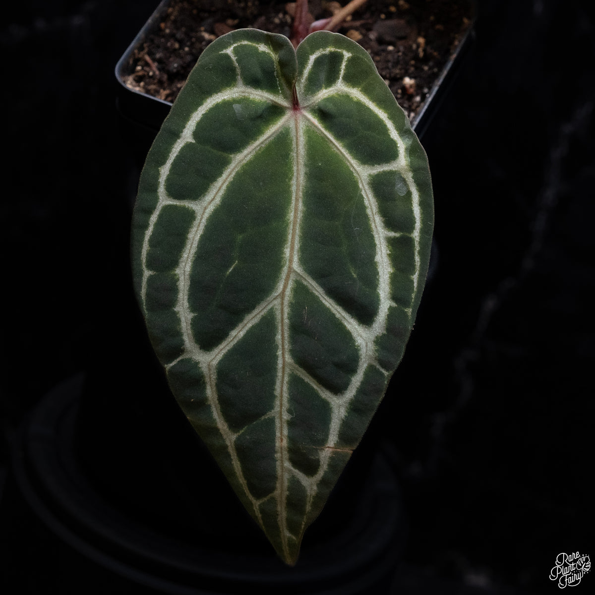 Anthurium Zara '33' x DocBlock Zara '29' by DocBlock® *Pink Vein Emerg ...