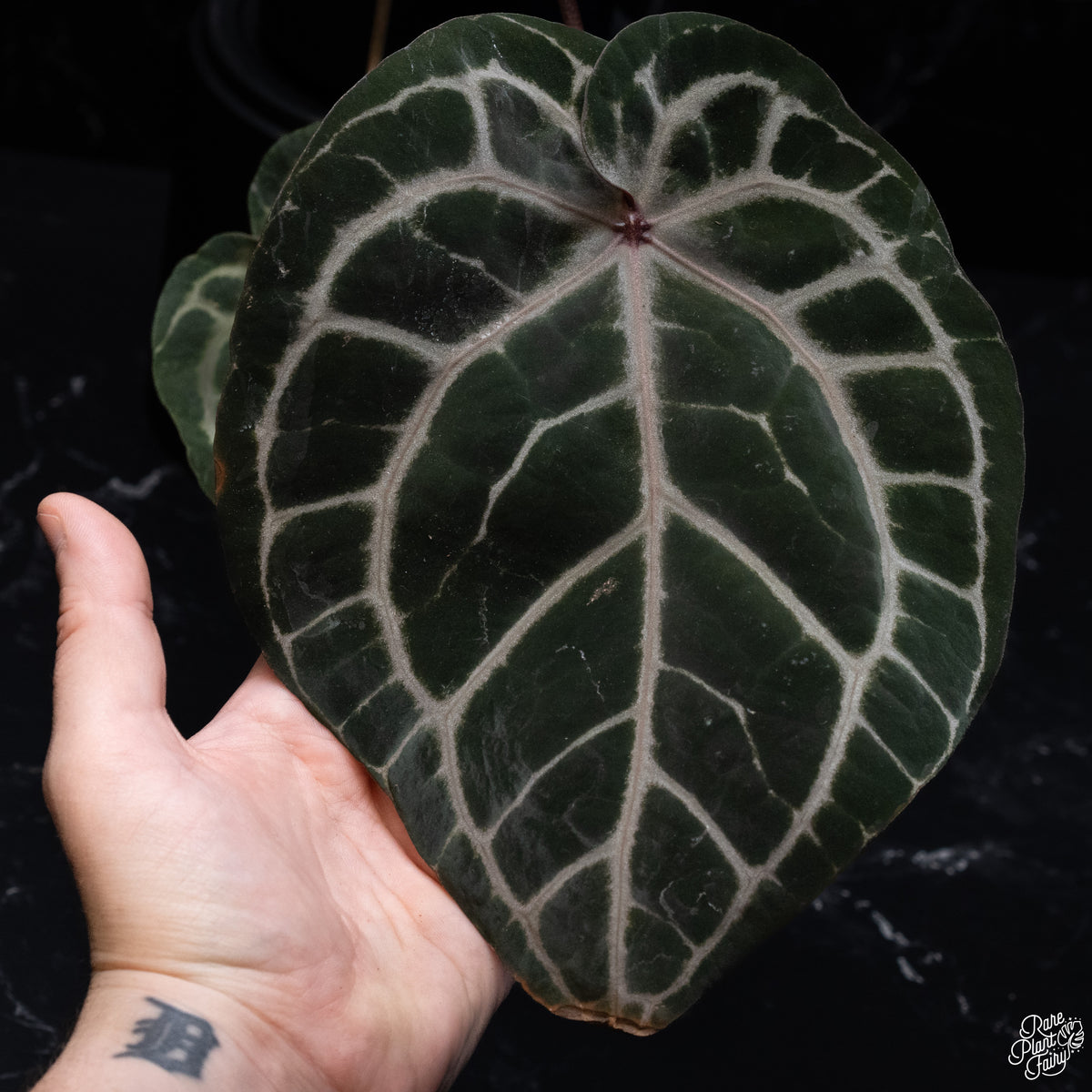 Anthurium Zara '33' x Home, Sweet Home '32' by DocBlock® *Purple Vein ...