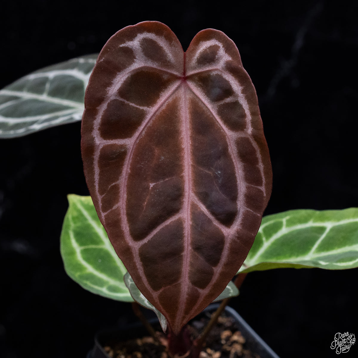 Anthurium Thor's Lightning '51' x Crystal Red '12' by DocBlock® *Fused ...