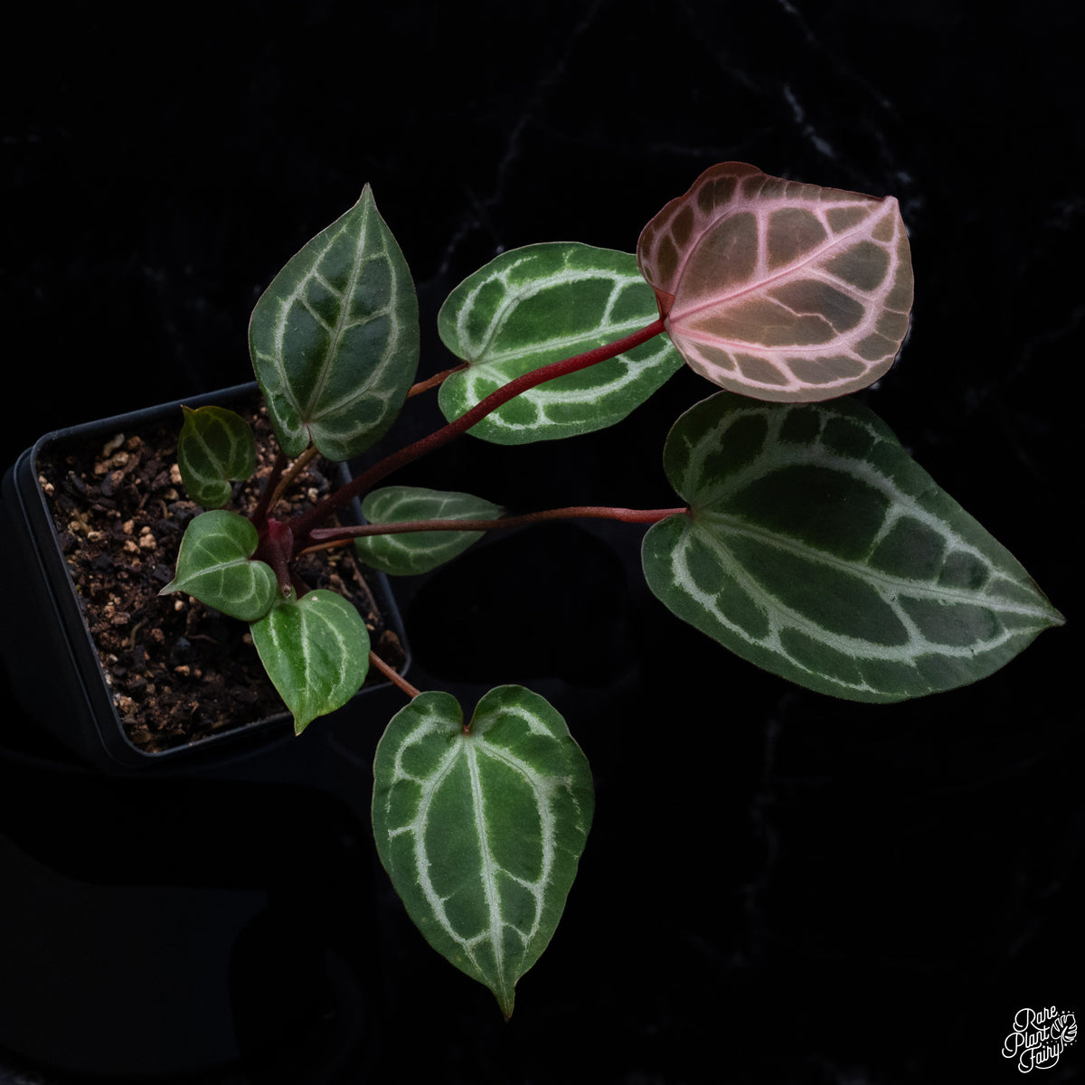 Anthurium Thor's Lightning '51' x Crystal Red '12' by DocBlock® *Vibra ...