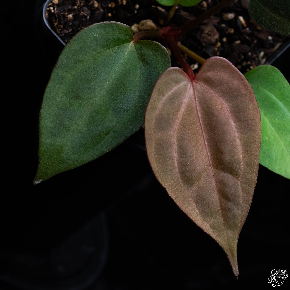 Anthurium DocBlock Lynette '18' x Dark & Handsome '9' by DocBlock® (wk ...