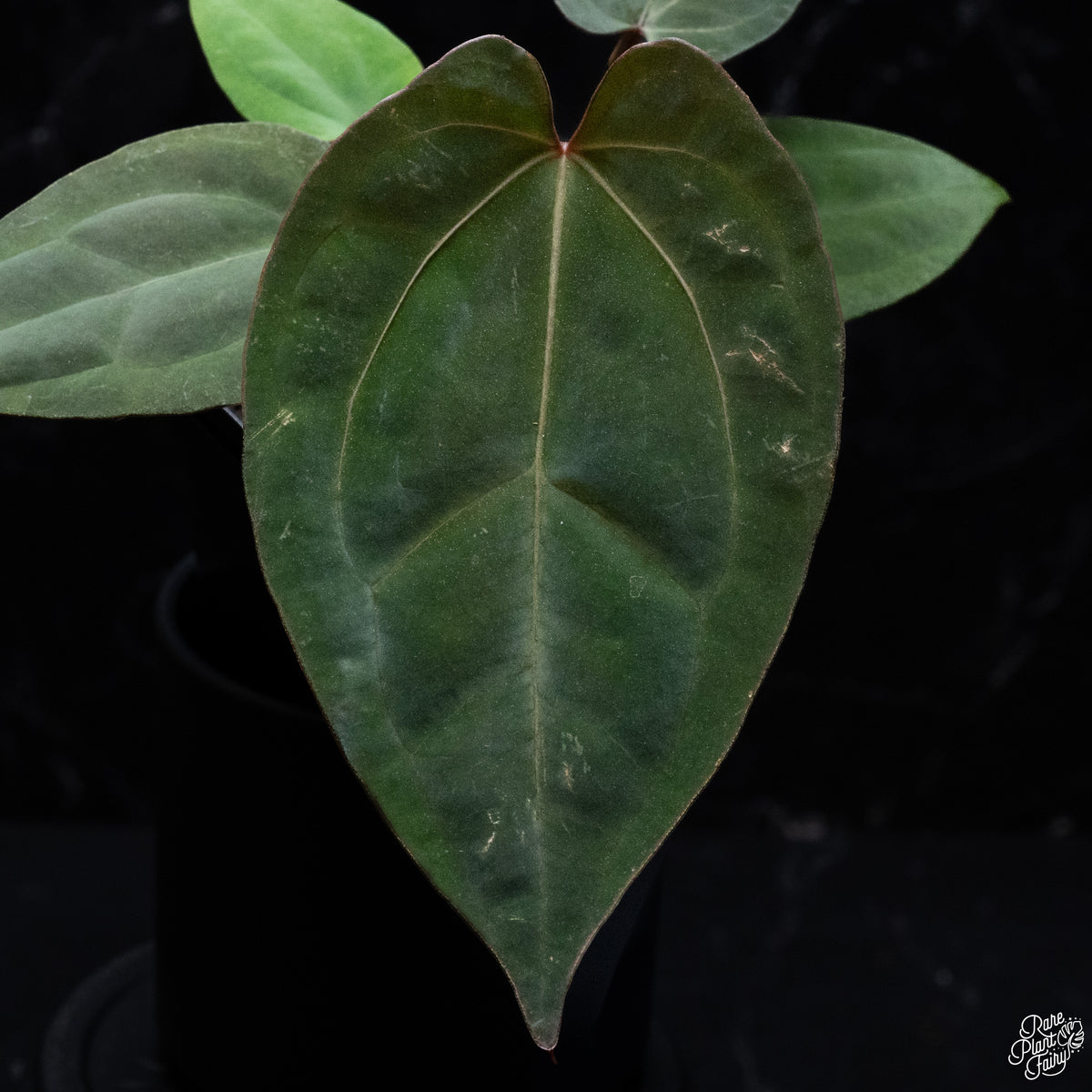 Anthurium DocBlock Lynette '18' x Dark & Handsome '9' by DocBlock® *Ve ...