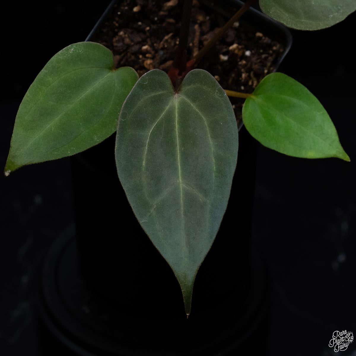 Anthurium DocBlock Lynette '18' x Dark & Handsome '9' by DocBlock® *Ve ...