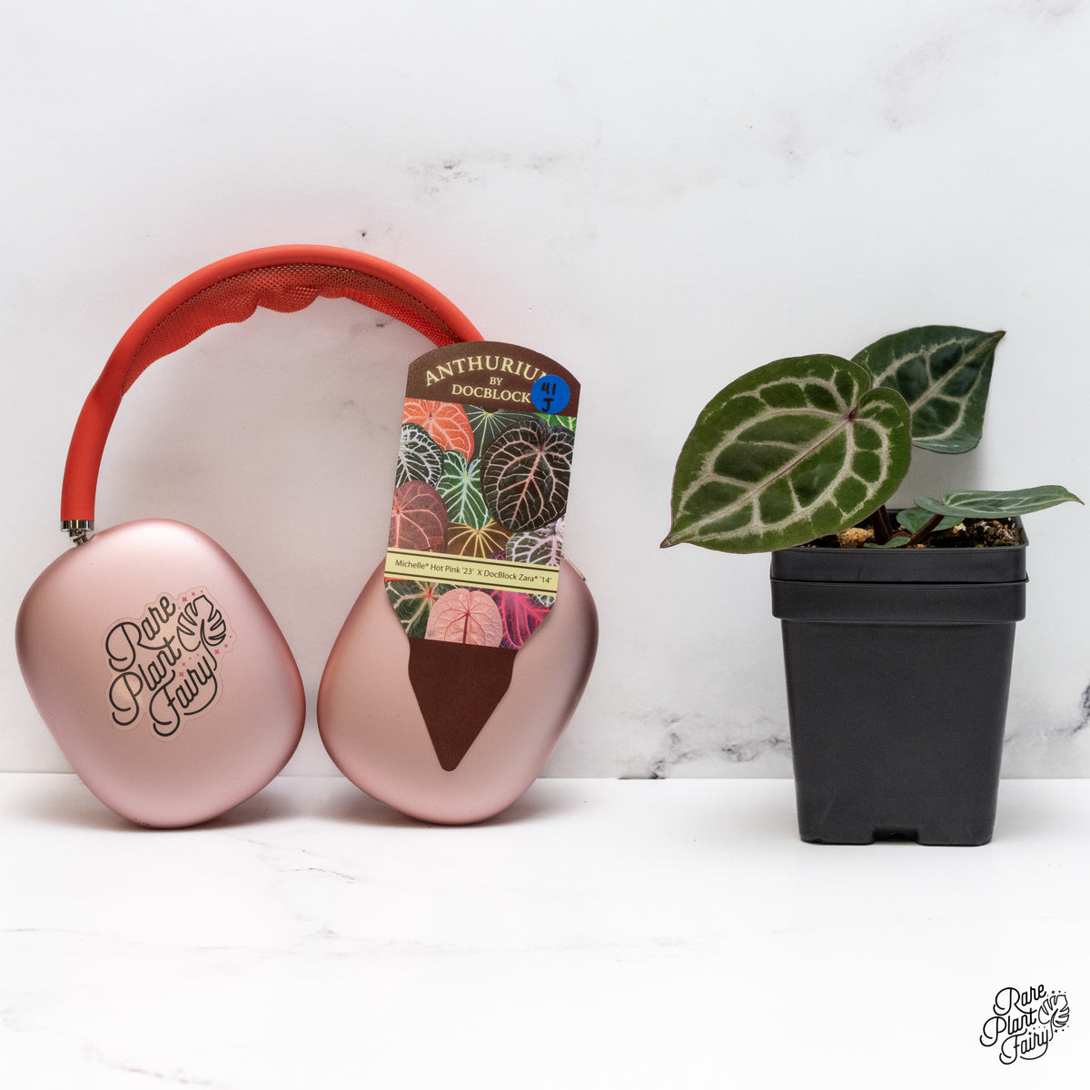 Anthurium Michelle Hot Pink '23' x Zara '14' by DocBlock® (wk41-J ...