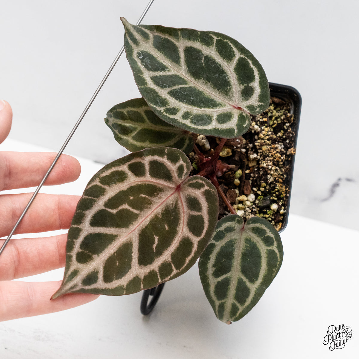 Anthurium Michelle Hot Pink '23' x Zara '14' by DocBlock® (wk44-L ...