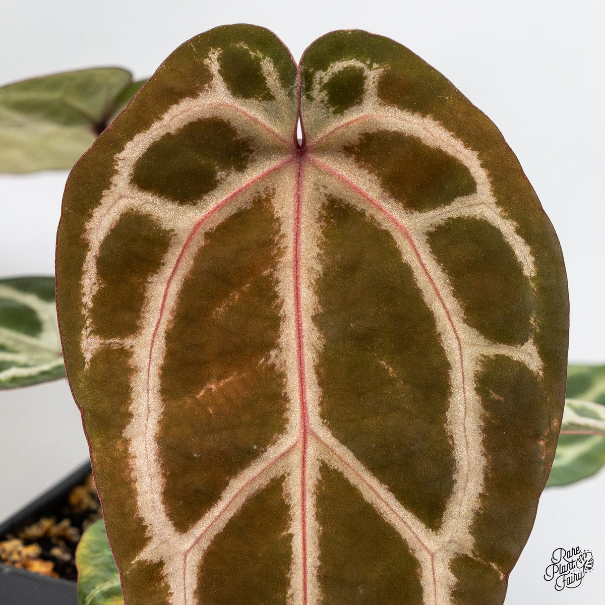 Anthurium Michelle Hot Pink '23' x Zara '14' by DocBlock® (wk45-N ...