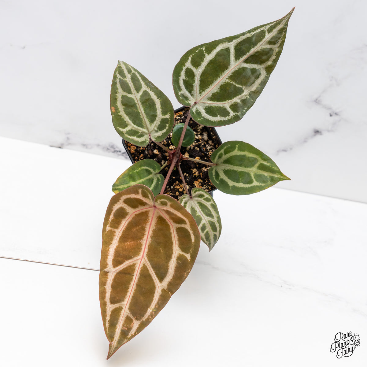 Anthurium Michelle Hot Pink '23' x Zara '14' by DocBlock® (wk45-N ...