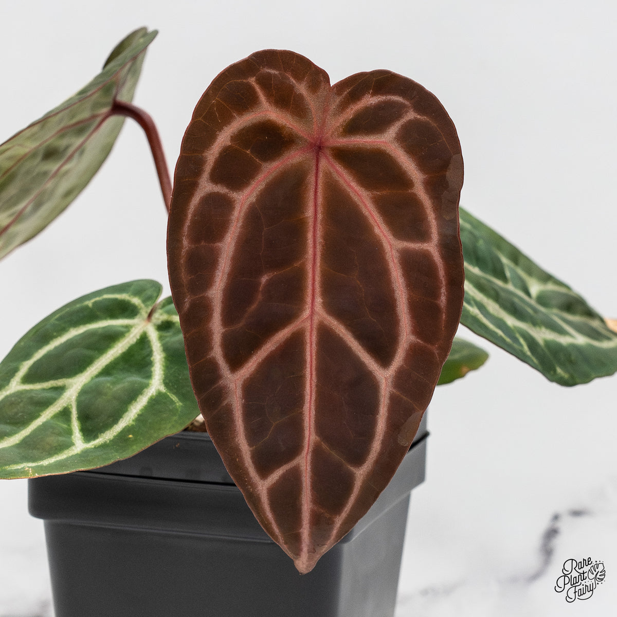 Anthurium Michelle Hot Pink '23' x Zara '14' by DocBlock® (wk49-U ...
