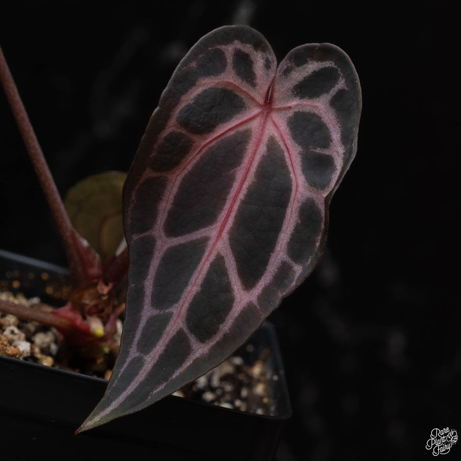 Anthuriums by DocBlock – Rare Plant Fairy