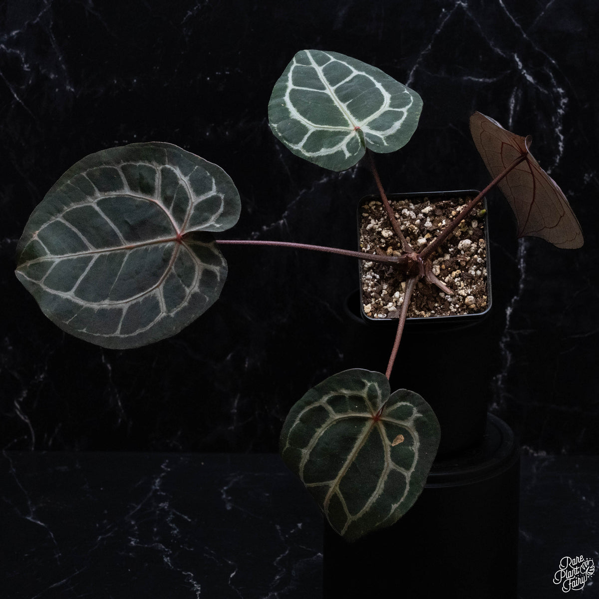 Anthurium Michelle '10' x Minerva '20' by DocBlock® *Pink Vein Emergen ...