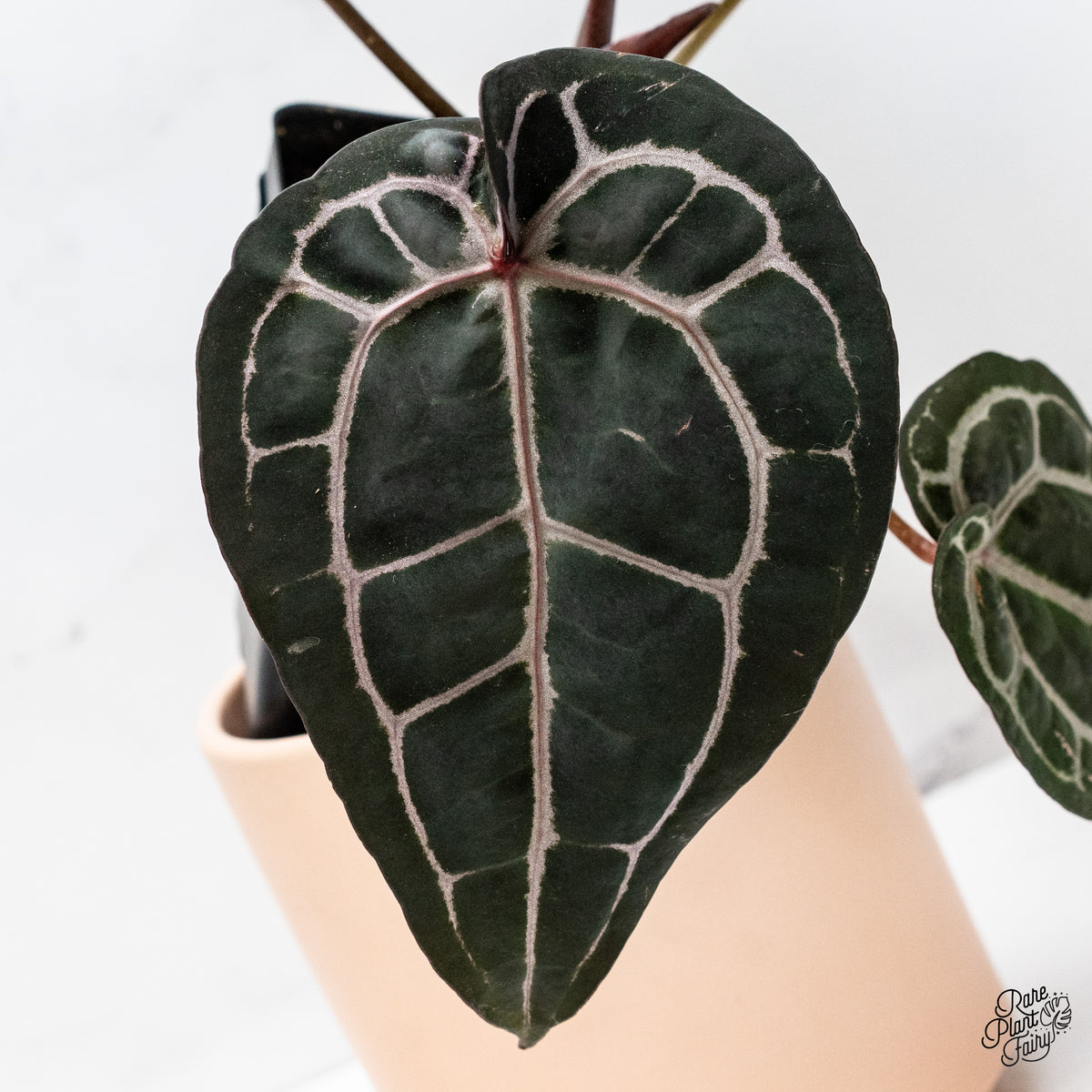 Anthurium Michelle '10' x Minerva '20' by DocBlock® (wk38-R) *Purple V ...