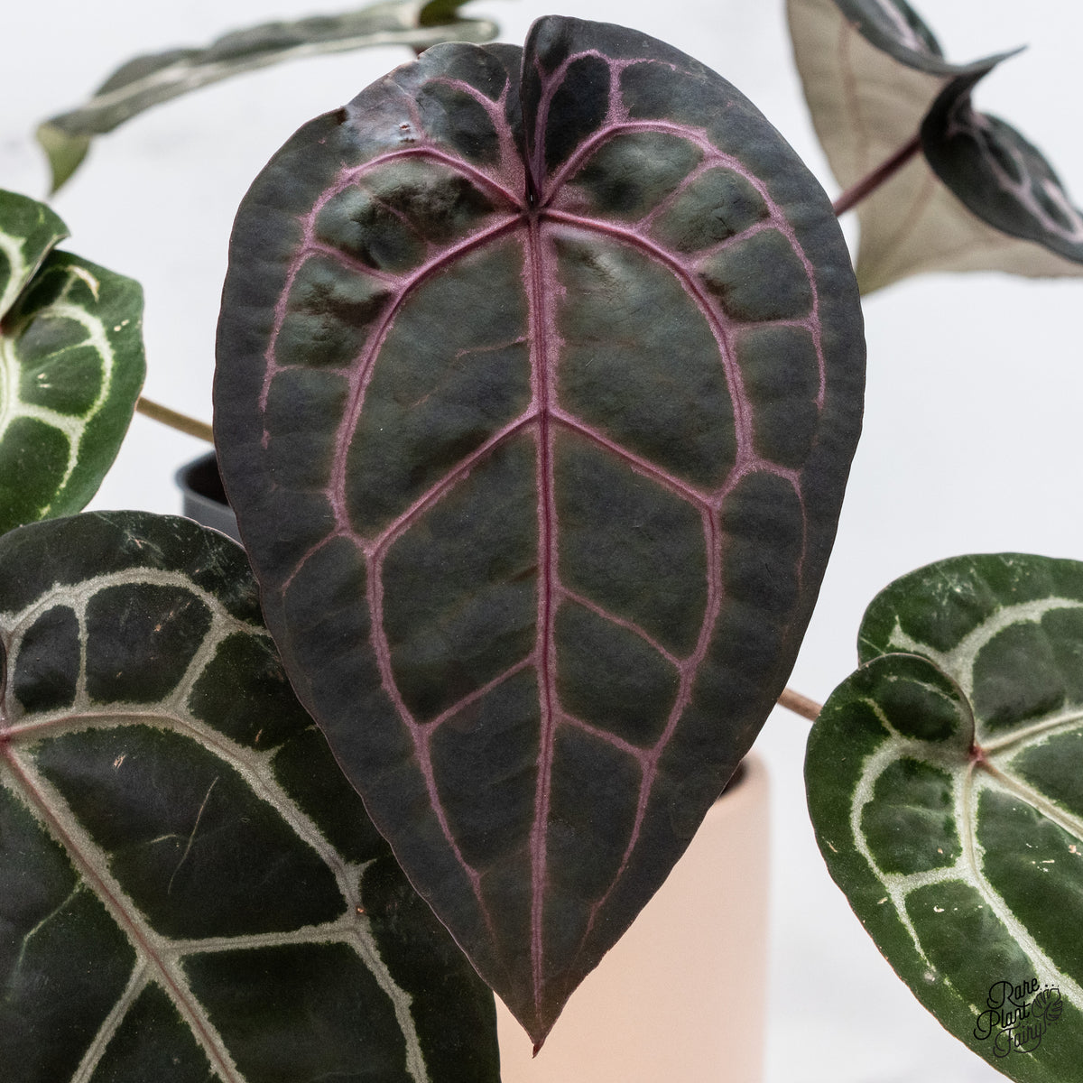 Anthurium Michelle '10' x Minerva '20' by DocBlock® (wk38-R) *Purple V ...