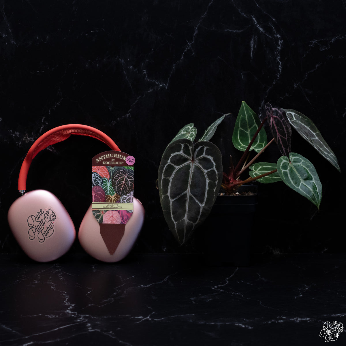 Anthurium Michelle '1' x Minerva '20' by DocBlock® (wk26-R) – Rare ...