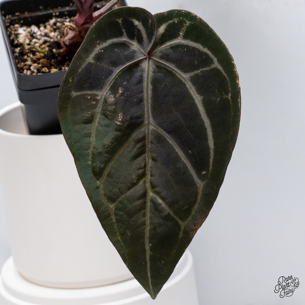 Anthurium Michelle '1' x Red Velvet Cake '24' by DocBlock® (wk35-X) *D ...