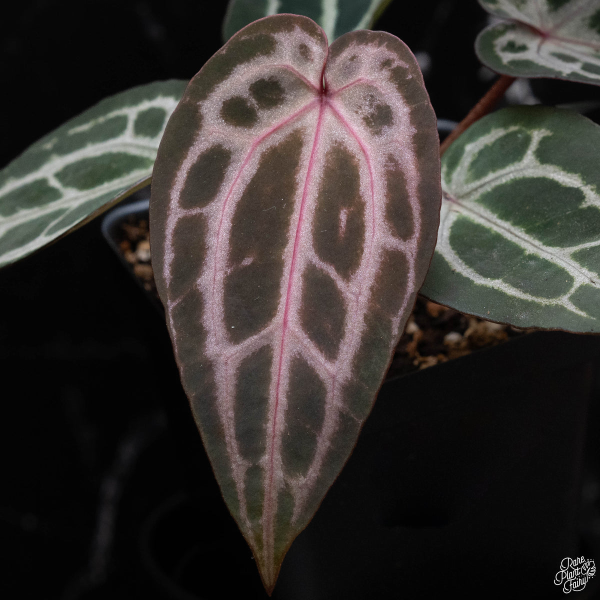 Anthurium Orange '26' x DocBlock Crystal Red '12' by DocBlock® (F52 ...