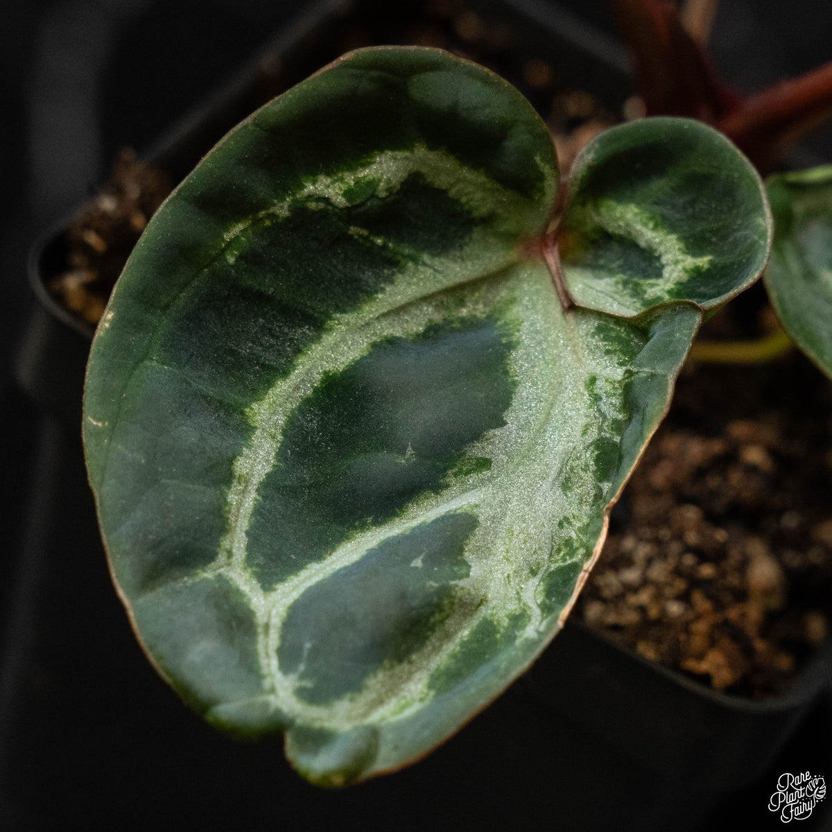 Anthurium Orange '26' x DocBlock Crystal Red '12' by DocBlock® (wk5-M ...