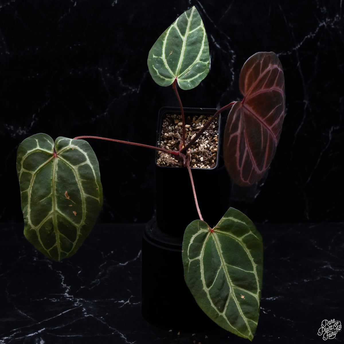 Anthurium Orange '26' x DocBlock Crystal Red '12' by DocBlock® *Purple ...