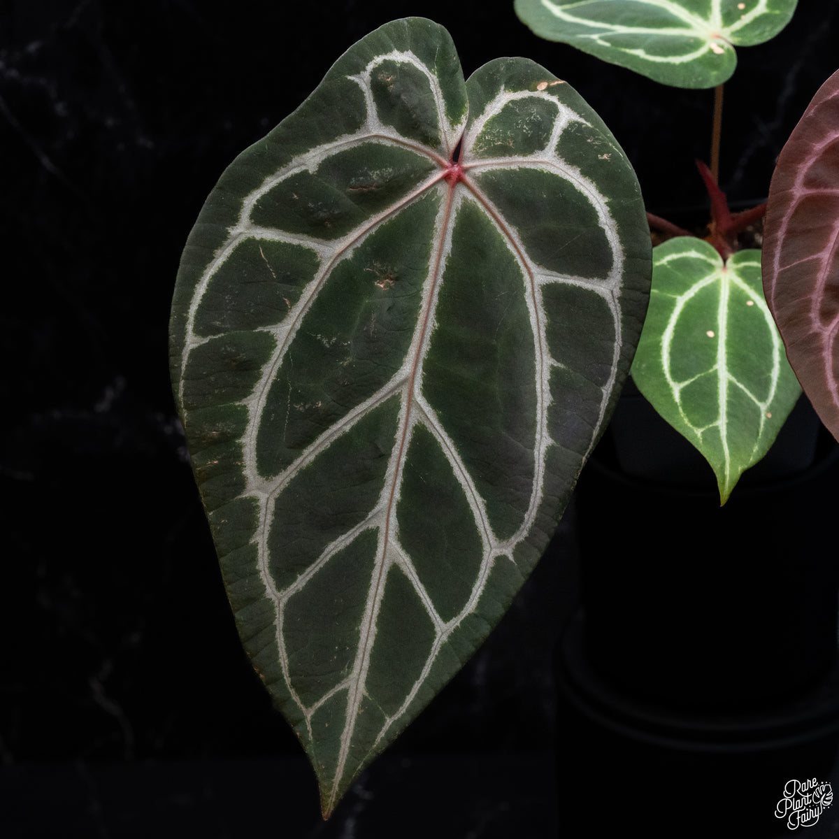 Anthurium Orange '26' x DocBlock Crystal Red '12' by DocBlock® *Vibran ...