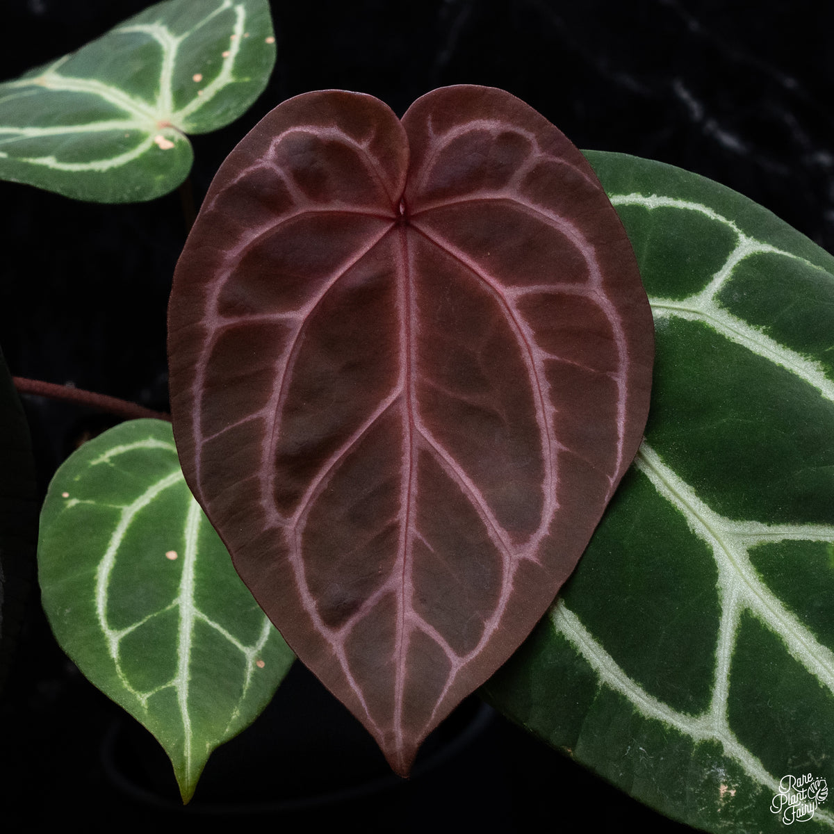 Anthurium Orange '26' x DocBlock Crystal Red '12' by DocBlock® *Vibran ...