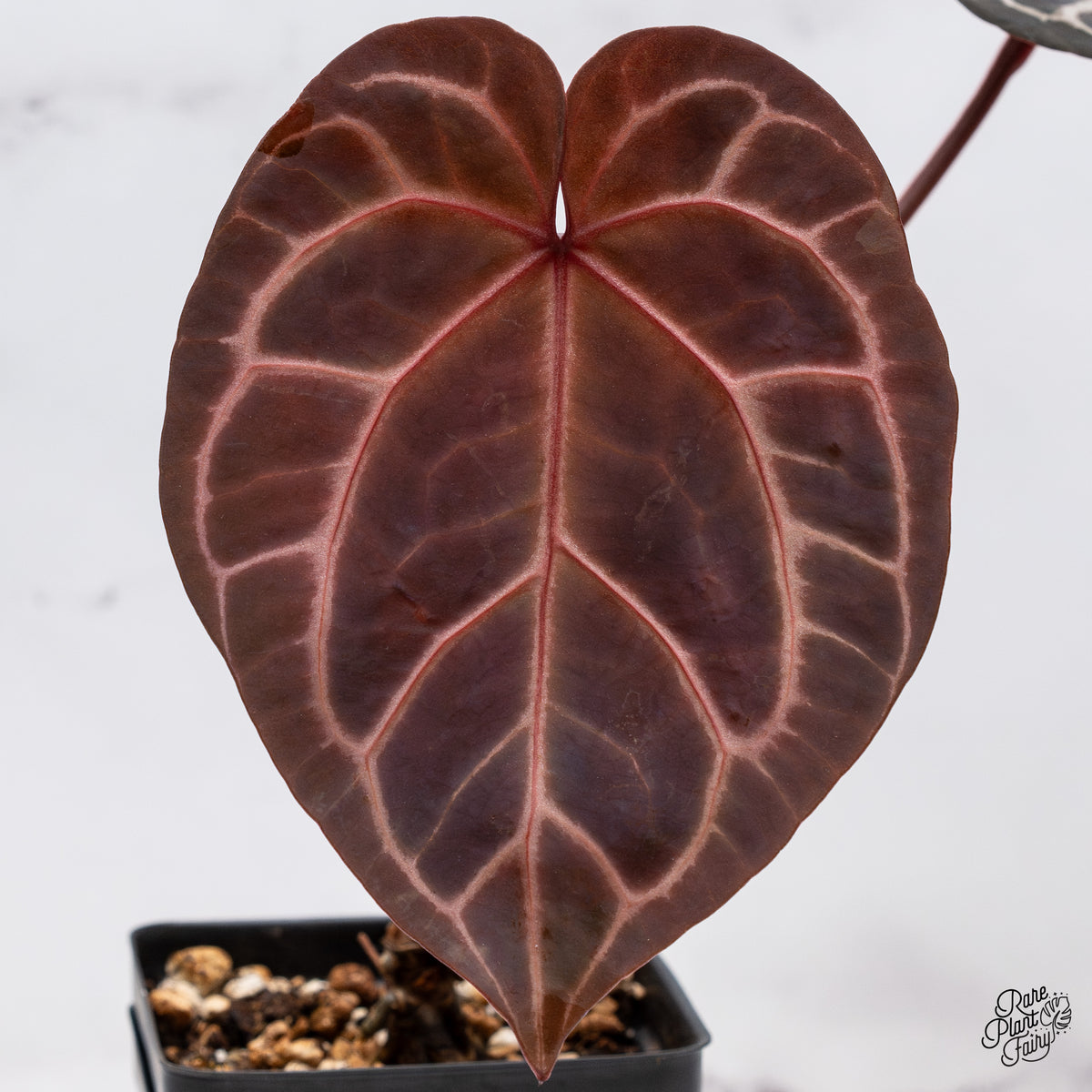 Anthurium Orange '26' x DocBlock Crystal Red '12' by DocBlock® (wk35-R ...