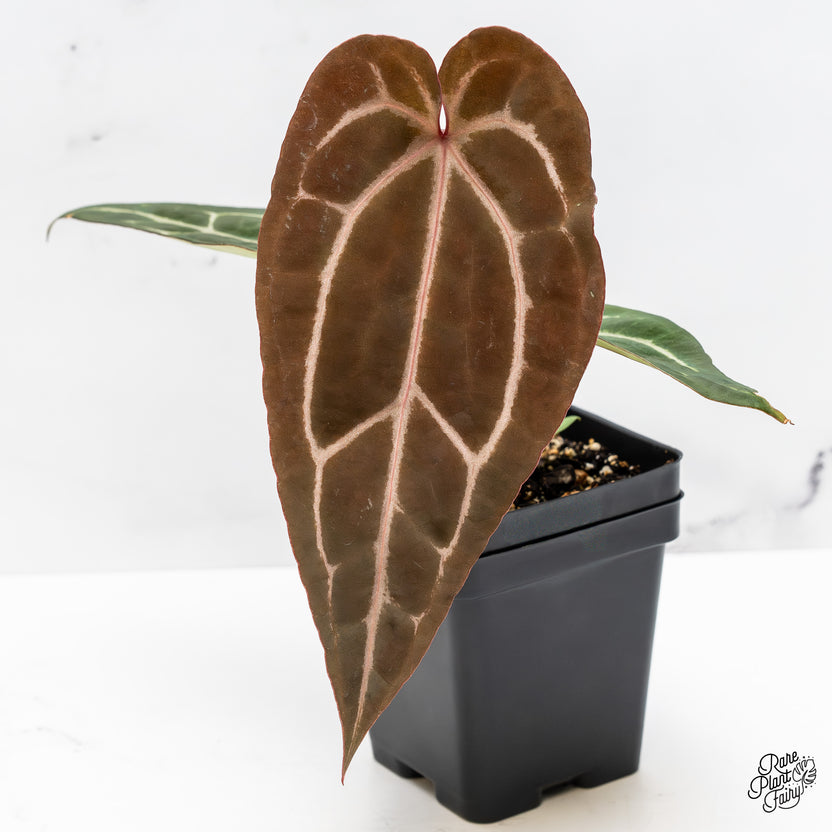 Monstera Deliciosa 'Aurea' (aka 'Lemon Lime') *Grower's Choice* – Rare ...