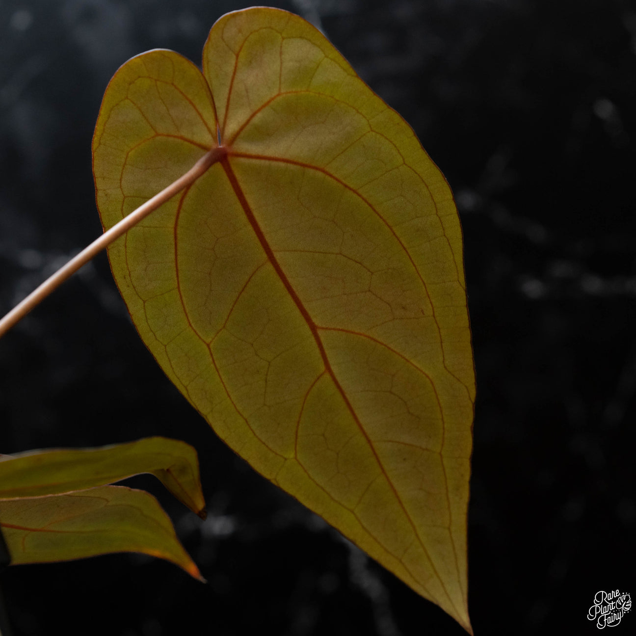 Anthurium Red Velvet Cake '24' x Dark and Handsome '9' by DocBlock® *G ...