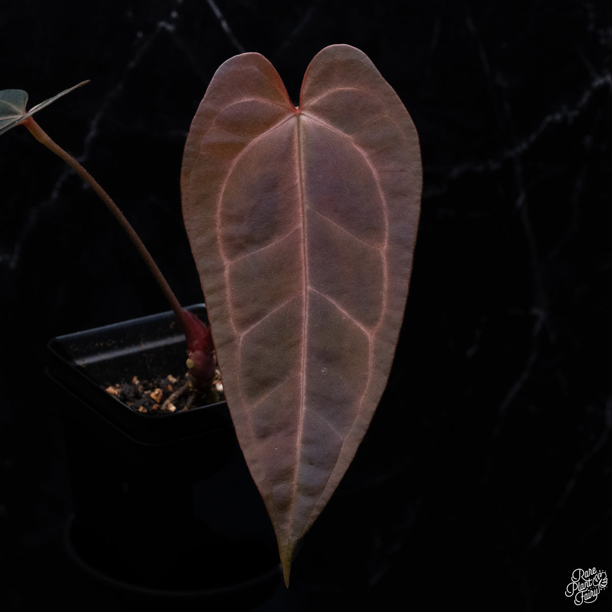 Variegated Anthurium Red Velvet Cake '24' x Dark and Handsome '9' by ...