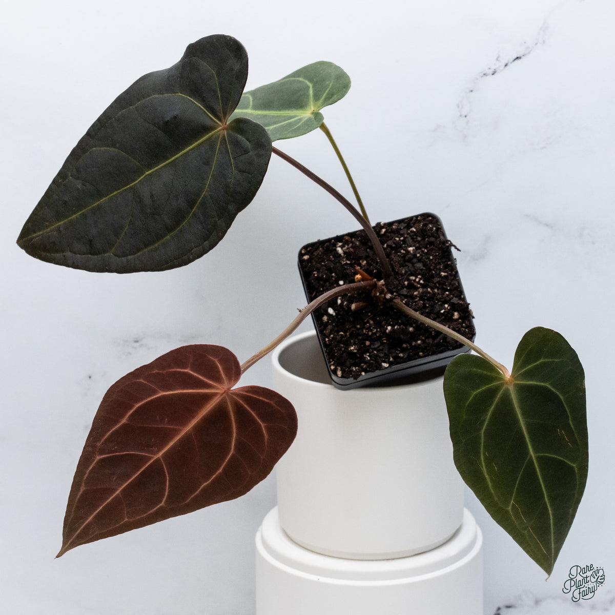 Variegated Anthurium Red Velvet Cake '24' x Dark and Handsome '9' by ...